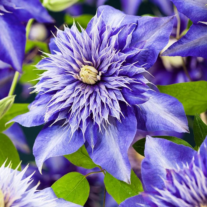 Clematis Multi Blue - Klematis