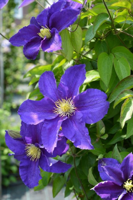 Clematis Neonka - Klematis