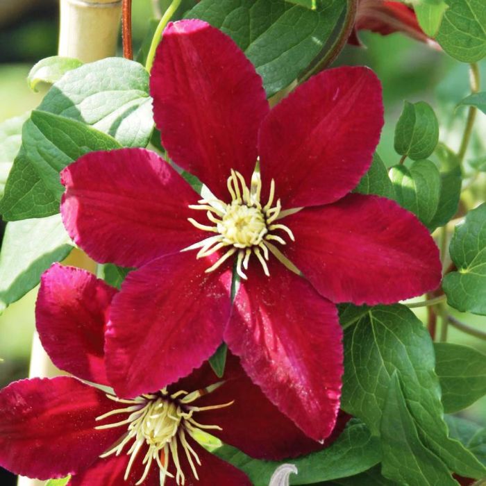 Clematis Niobe - Klematis