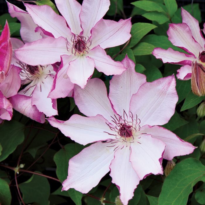 Clematis Omoshiro - Klematis