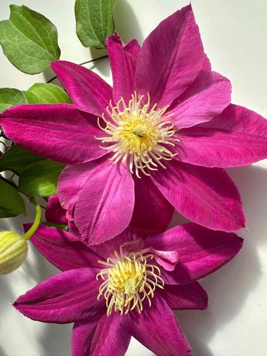 Clematis Raspberry Cream - Klematis