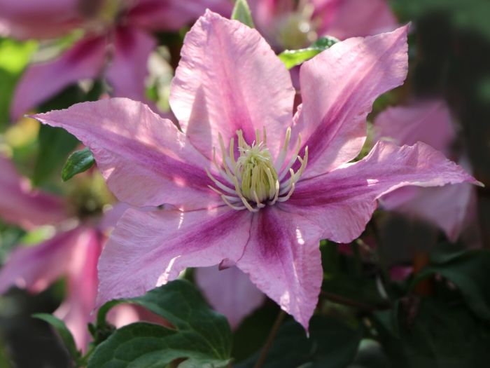 Clematis Rosamunde - Klematis