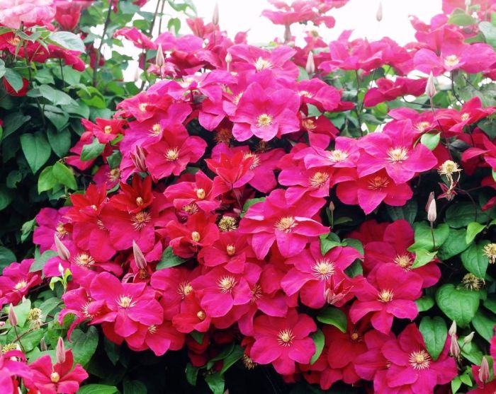 Clematis Rouge Cardinal - Klematis