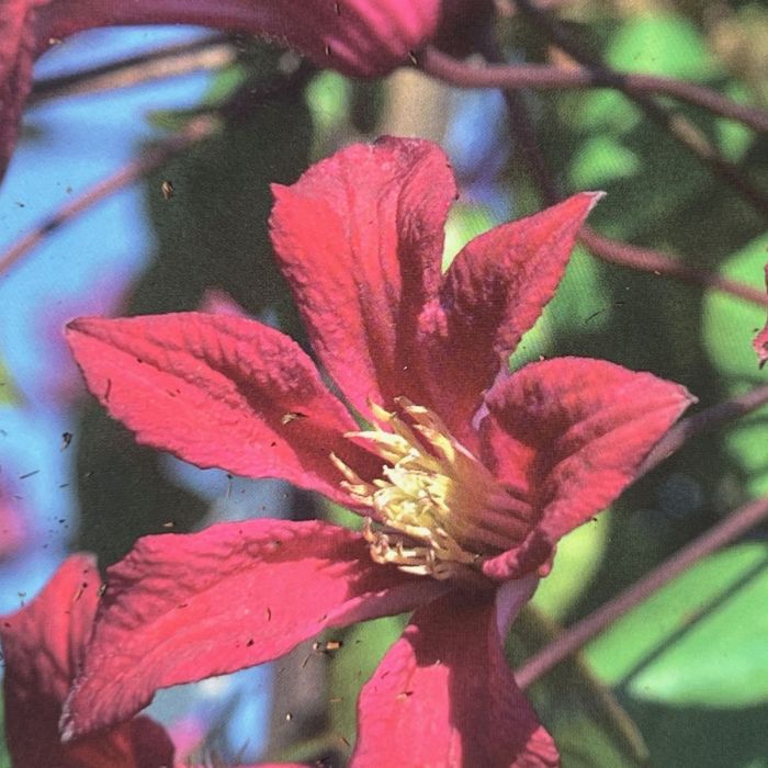 Clematis Scarlet Windmill - Klematis