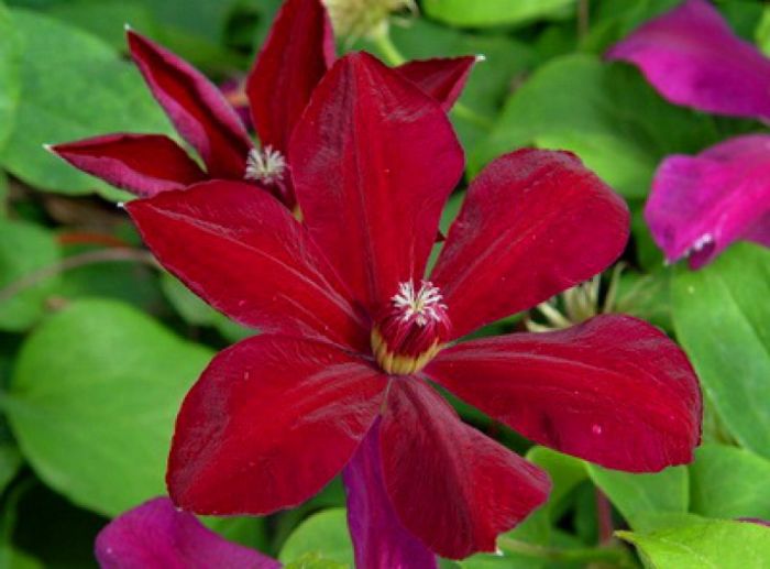 Clematis Solidarnosc - Klematis