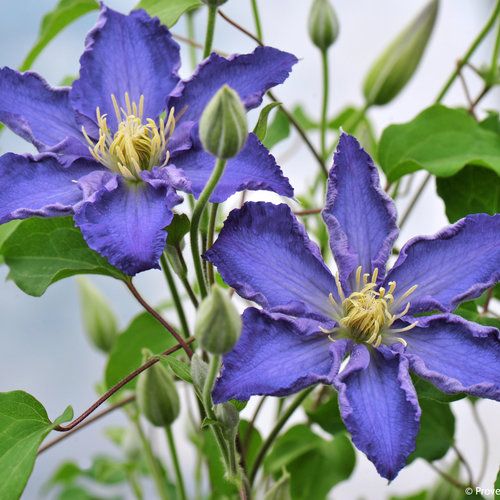 Clematis Stefan Franczak - Klematis