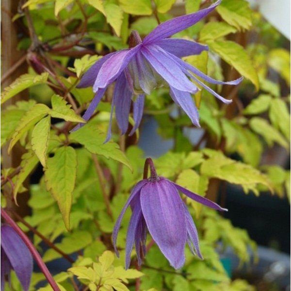 Clematis Stolwijk Gold - Klematis