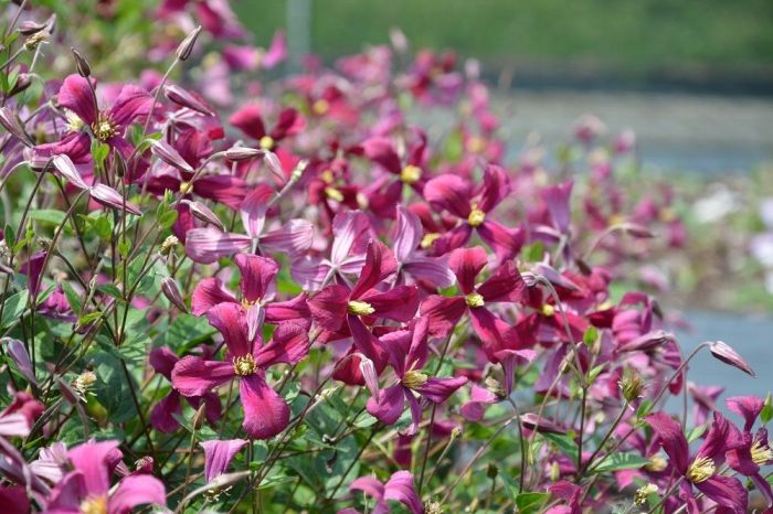 Clematis Strawberry Fields - Klematis