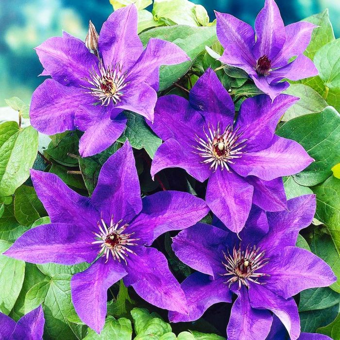 Clematis The President - Klematis