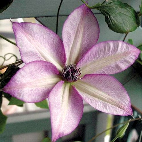 Clematis Utopia - Klematis