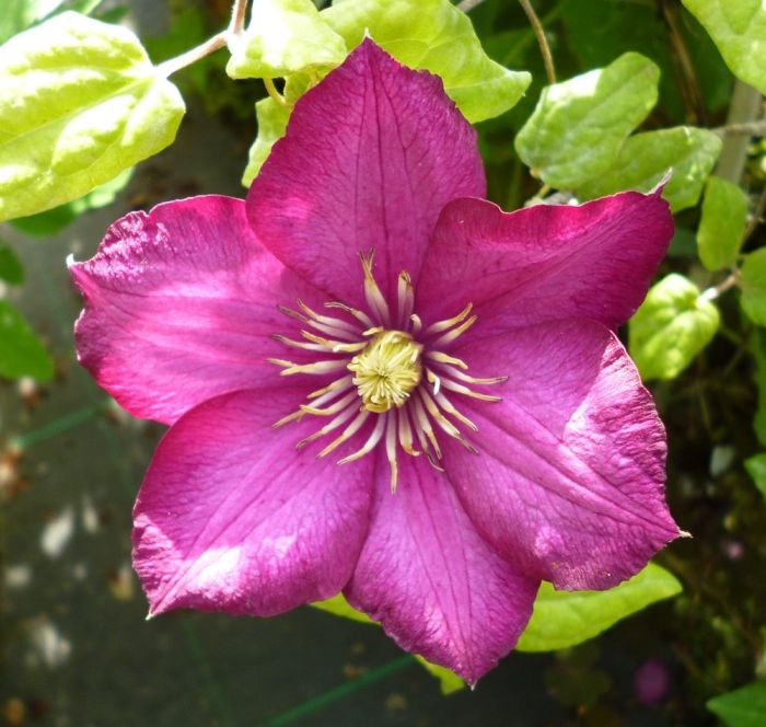 Clematis Ville De Lyon - Crveni Klematis