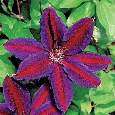 Clematis Wildfire - Klematis