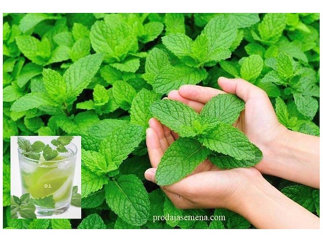 MOJITO NANA (MENTHA PIPERITA) - 100 SEMENA