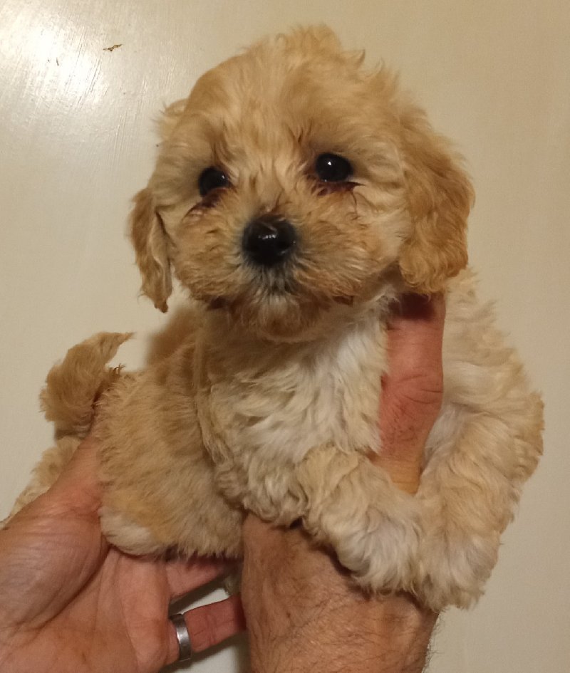 MALTIPOO stenad