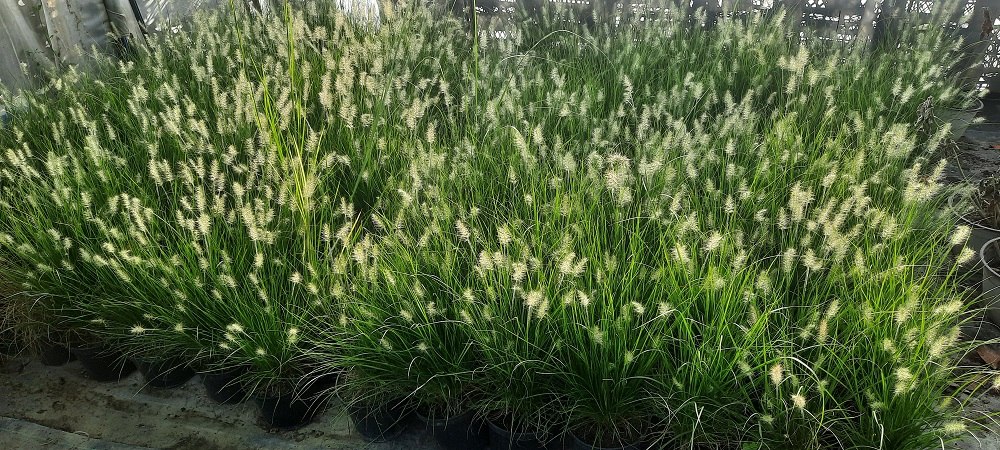 Pennisetum alope. „Little Bunny“