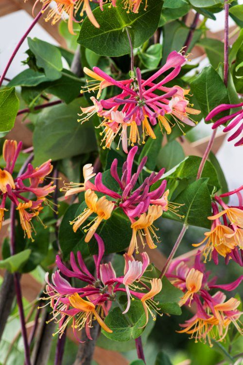 Lonicera heckrottii ‘American Beauty’-Orlovi nokti