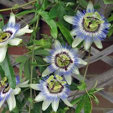 Passiflora caerulea