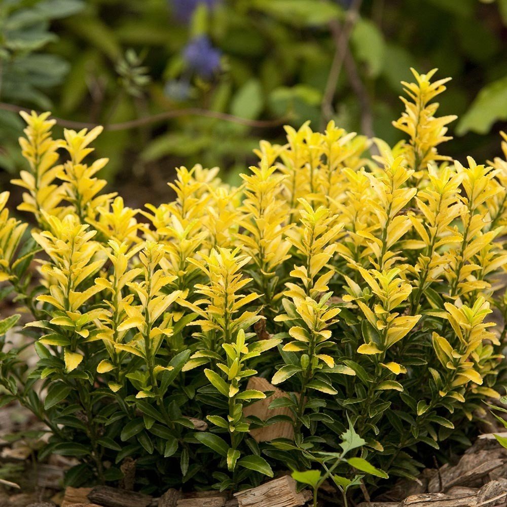 Euonymus japonicus ‘Happiness’