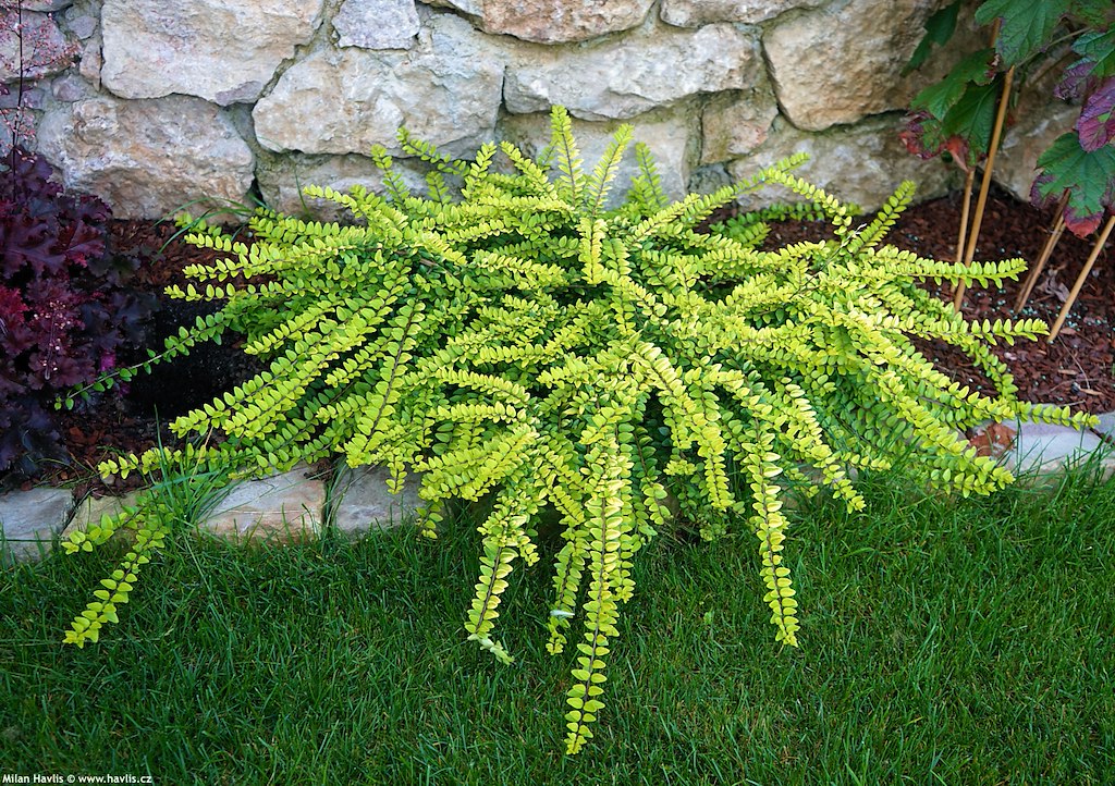 Lonicera Nitida Golden Glow – Lonicera