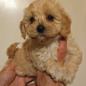 MALTIPOO stenad