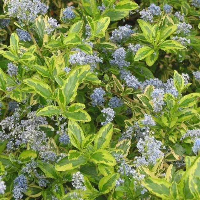 Ceanothus El Dorado