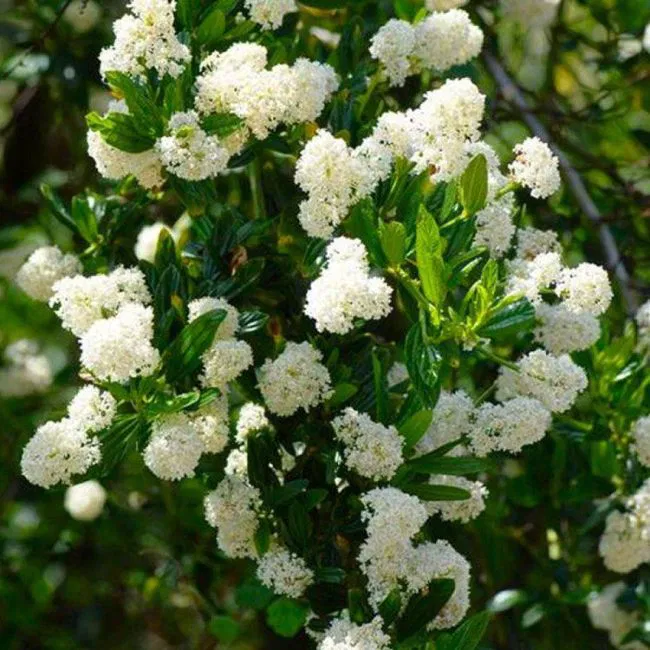 Ceanothus Millerton Point