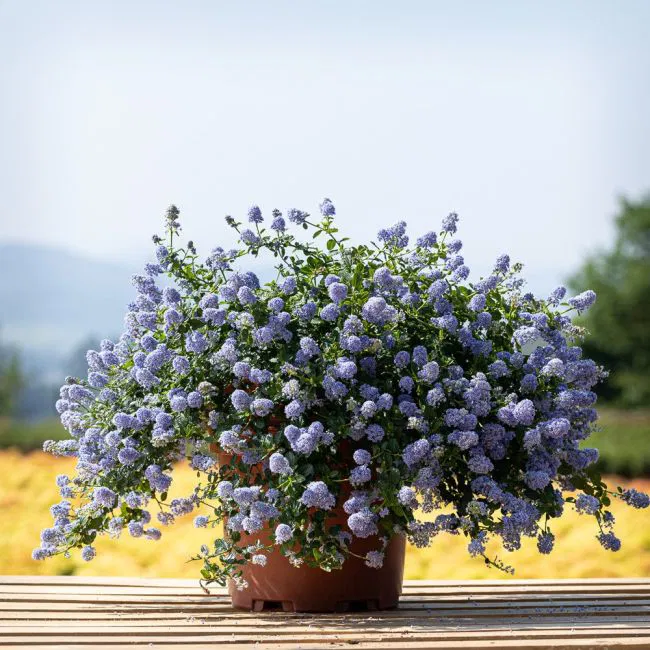 Ceanothus thyrsiflorus Repens