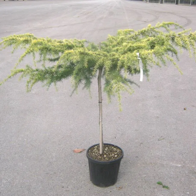 Cedrus deodara Golden Horizon