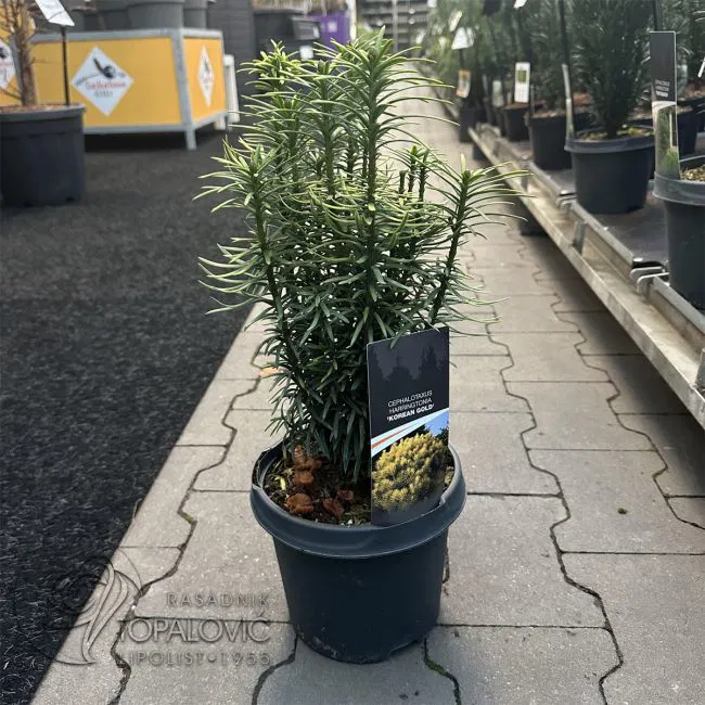 Cephalotaxus h. Korean Gold