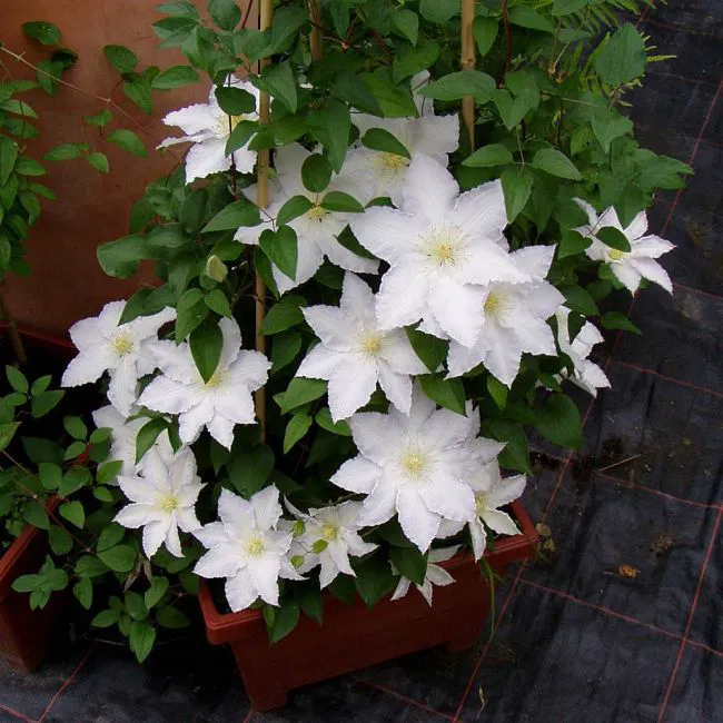 Clematis Apolonia