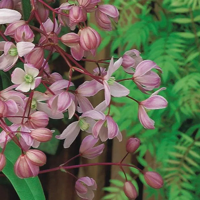 Clematis armandii Hendersonii Rubra