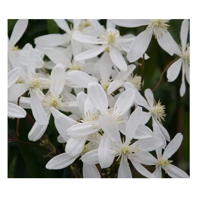 Clematis armandii Snowdrift