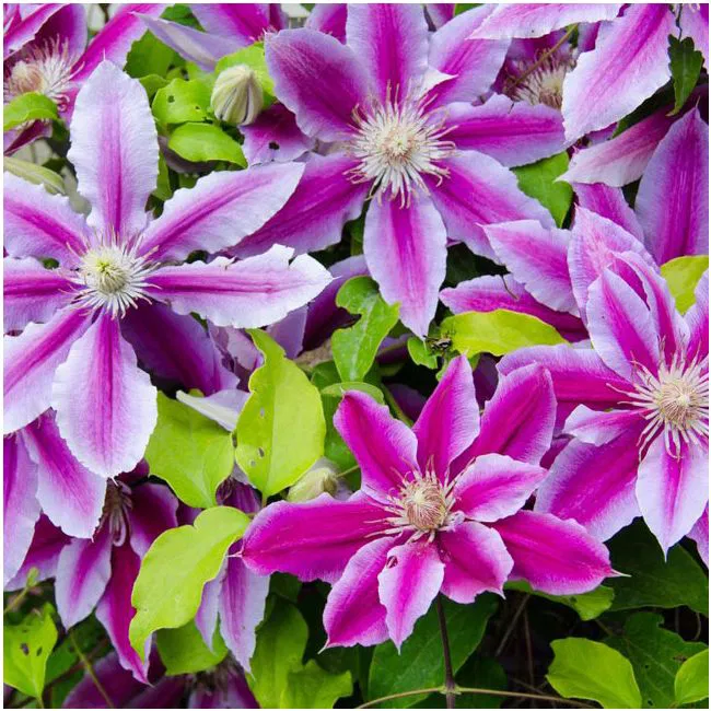 Clematis Dr Ruppel