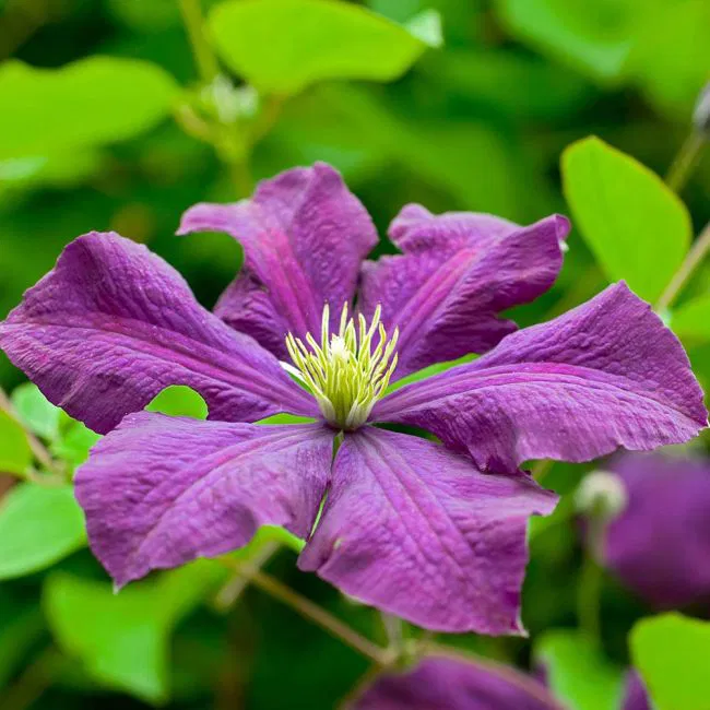 Clematis Jackmanii