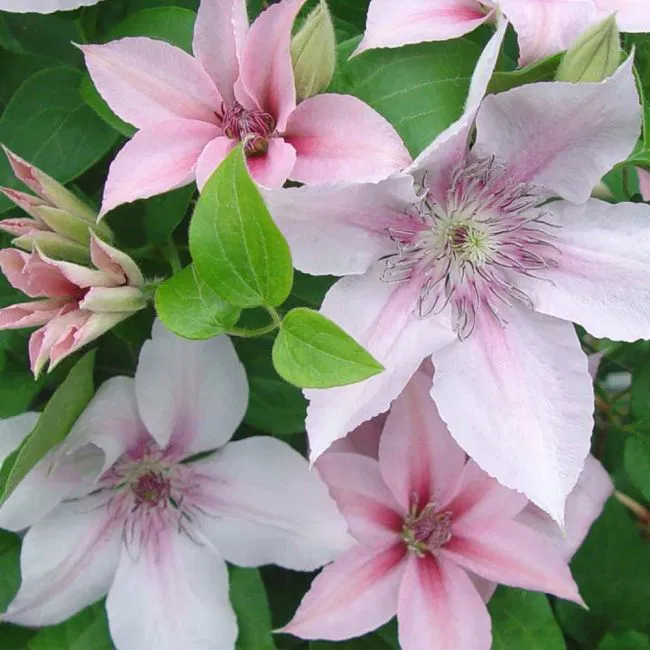 Clematis John Paul II