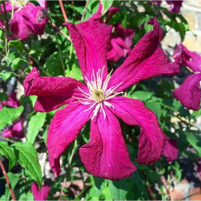 Clematis Madame Julia Correvon