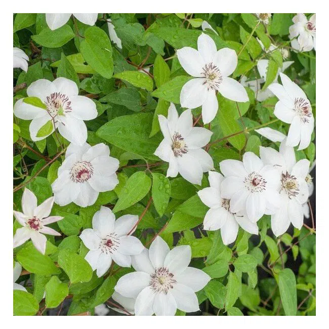 Clematis Miss Batemann