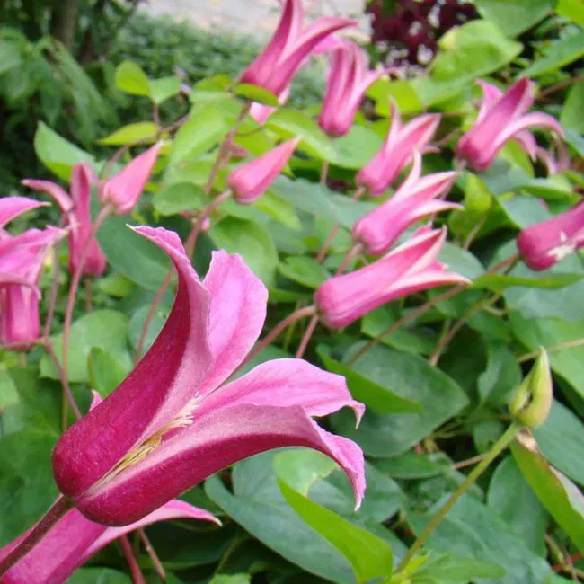 Clematis Princess Diana