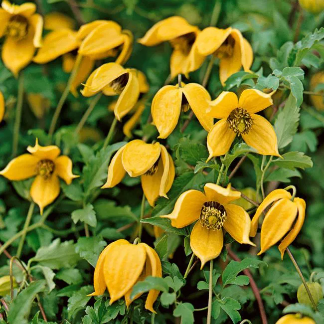 Clematis tangutica