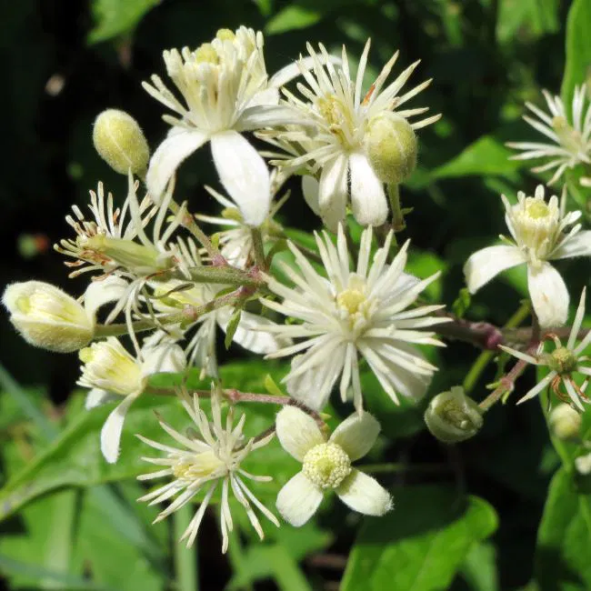 Clematis vitalba