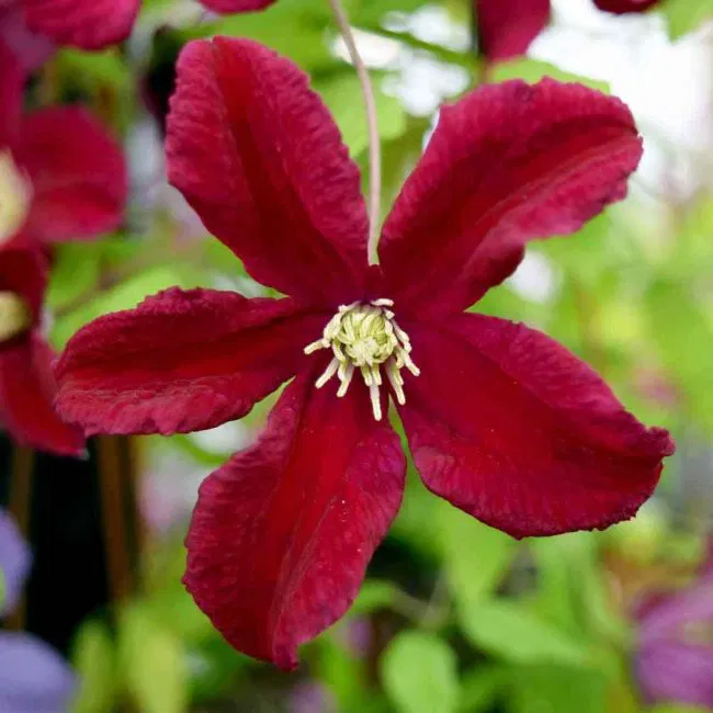 Clematis viticella Vitiwester