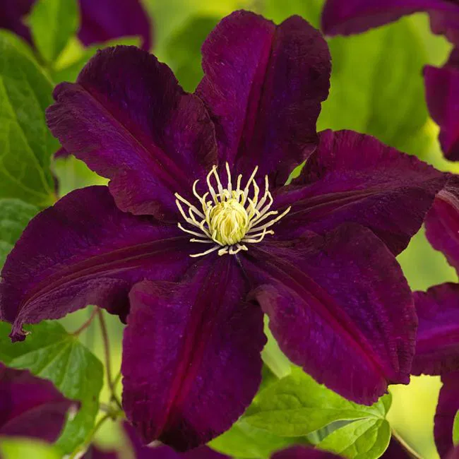 Clematis Warszawska Nike