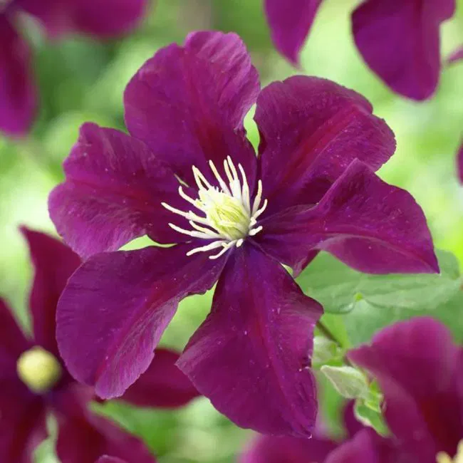 Clematis Warszawska Nike-P 15