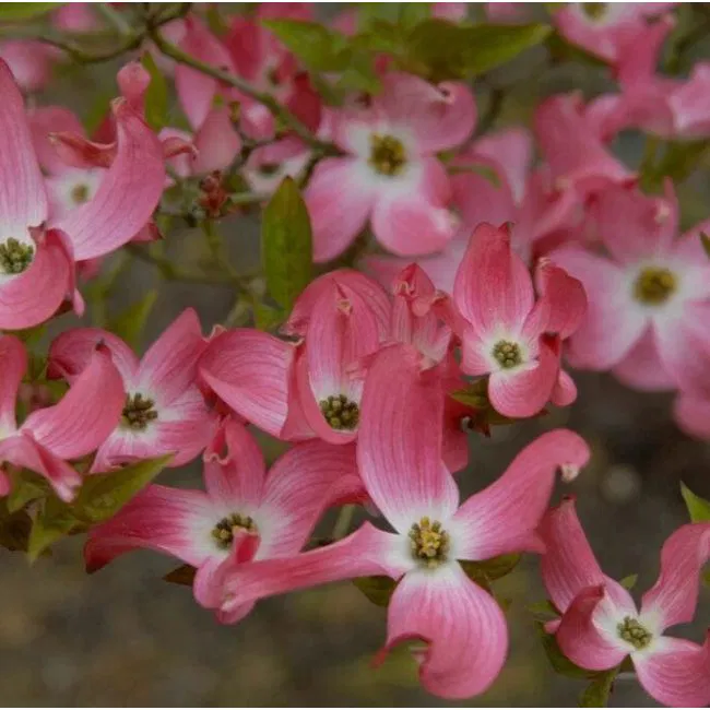 Cornus kousa Rubra