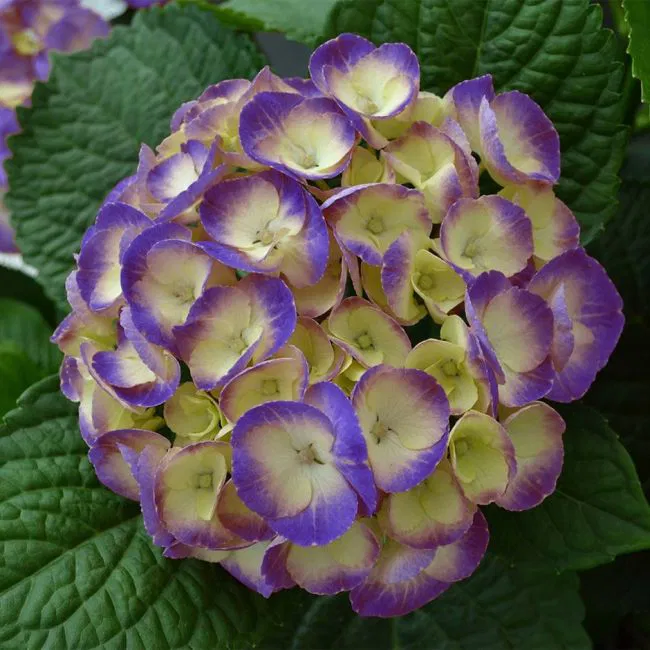 Hydrangea mac. Rembrandt Dolce Chic