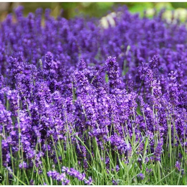 Lavandula angustifolia Hidcote