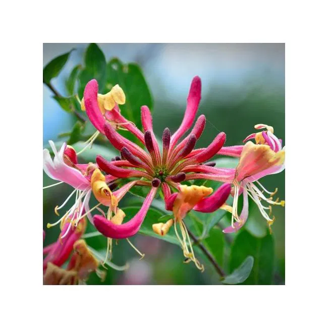 Lonicera periclymenum Belgica Select