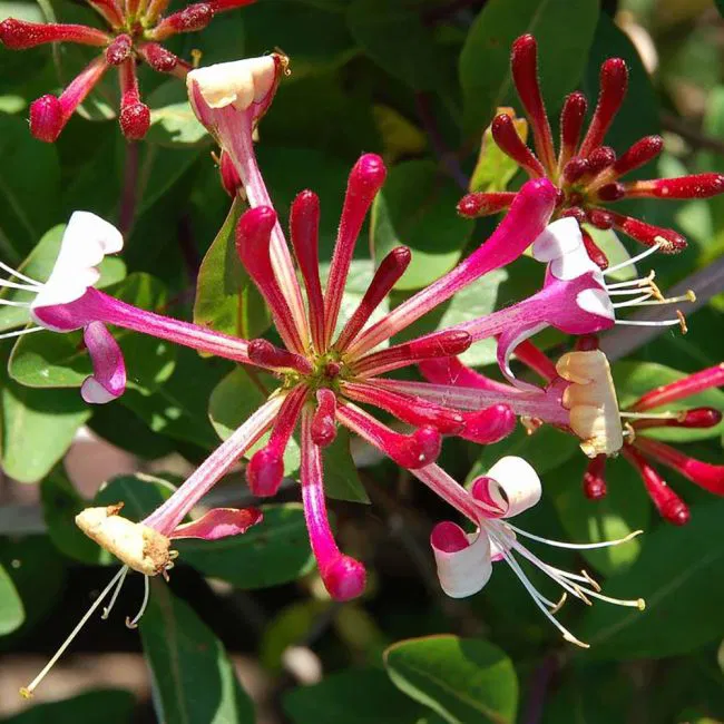 Lonicera periclymenum Serotina