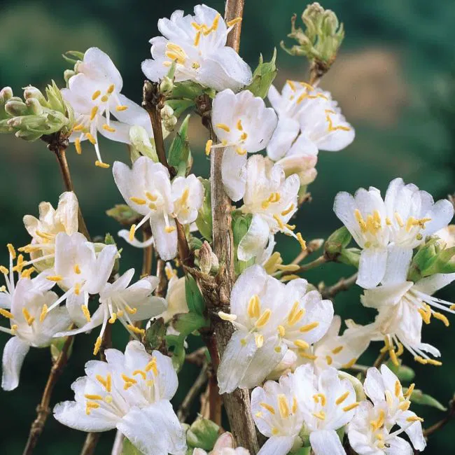 Lonicera purpusii Winter Beauty