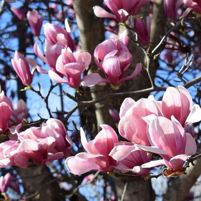 Magnolia Satisfaction